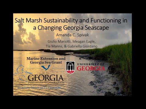 Salt Marsh Sustainability and Functioning in a Changing Georgia Seascape