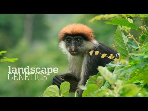 How humans are impacting this African monkey