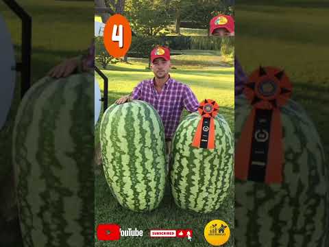 5 biggest watermelon in the World | #shorts, #viral, #worldrecord #biggest #farming