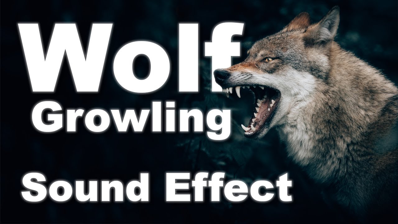 Wolf Growling Sound Effects No Copyright | gLOBALeARS