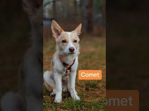 ๐ธ Space Inspired Dog Names #dognames #space #universe #dogshorts #dogs