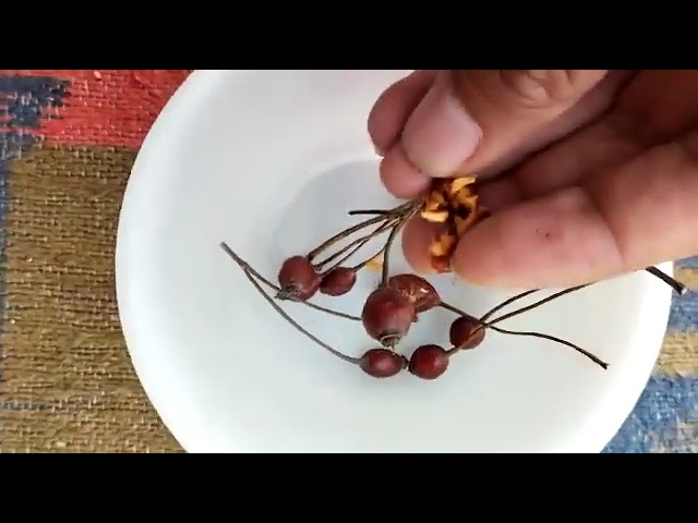 Herbal Fruits - Dry Amla Sabut - Awala Sabut - Dried Amla Fruit ...