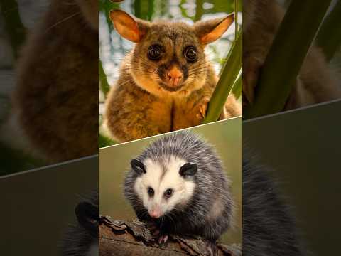 Possum vs. Opossum - What's the difference? #shorts