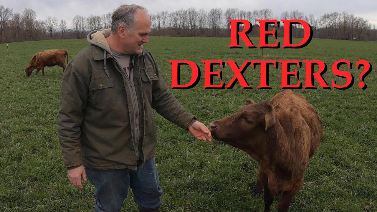 WHY IS MY DEXTER RED? pasture & calving update, and helping a cow & calf bond