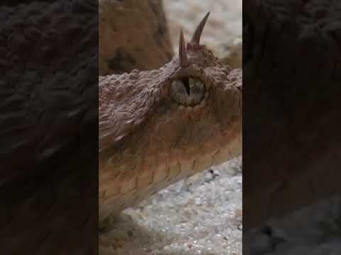 What is the name of this snake