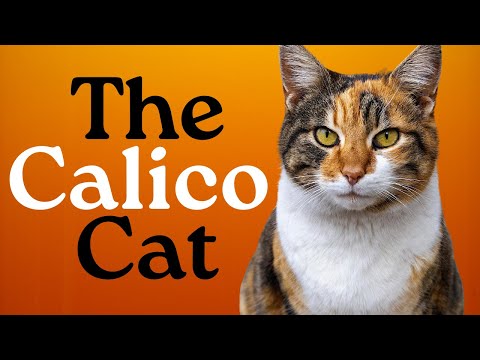 Calico Cats: Spunky & Scientifically Fascinating