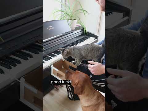 Piano with Animals 2