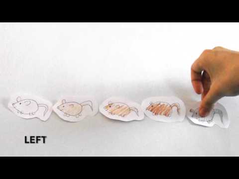 Genetic Drift, Gene Flow, and Types of Natural Selection