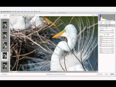 Lesson 11 Processing Bird Photos.mp4