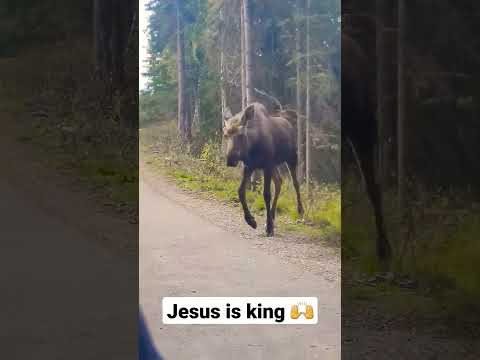 what to see in anchorage alaska #moose #alaska #anchorage