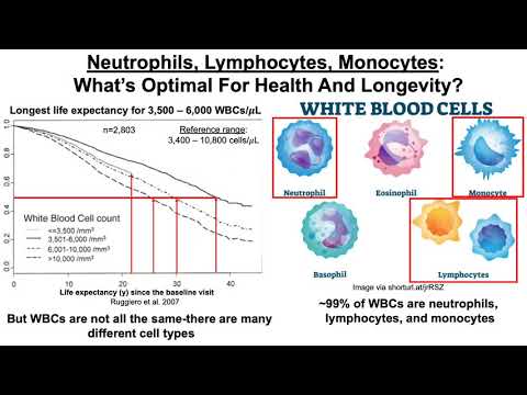 Neutrophils, Lymphocytes, Monocytes: What’s Optimal For Health And Longevity?