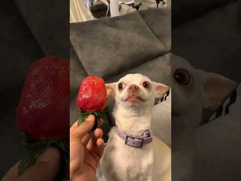 My chihuahua hates strawberryππ