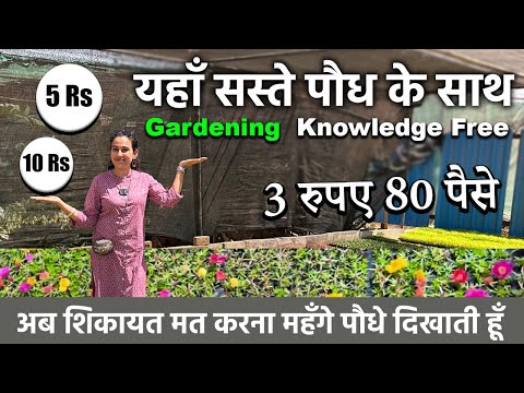 पौधे 5 और 10 रुपए में | Cheapest Plant Nursery | Gurugram ki is nursery mein milenge saste podhe