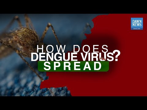 How does dengue virus spread?