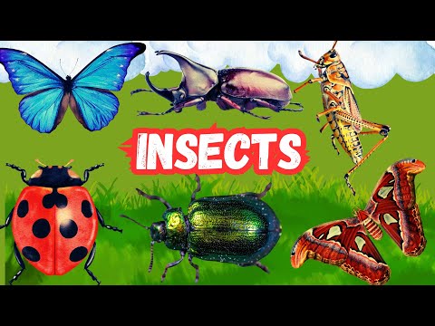 Insects Fun Facts | Learn about Insects | Kids Videos | Beautiful Pretty Insects | Animals For kids