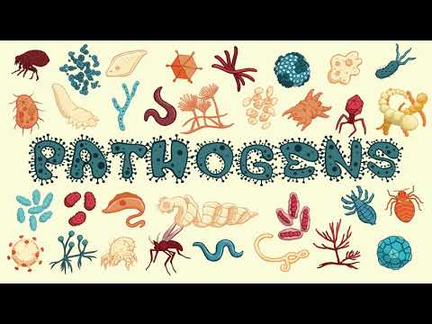 What Is A Pathogen?