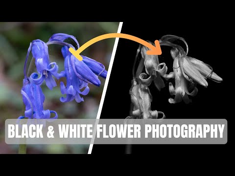 Photographing Wild Flowers in Black & White