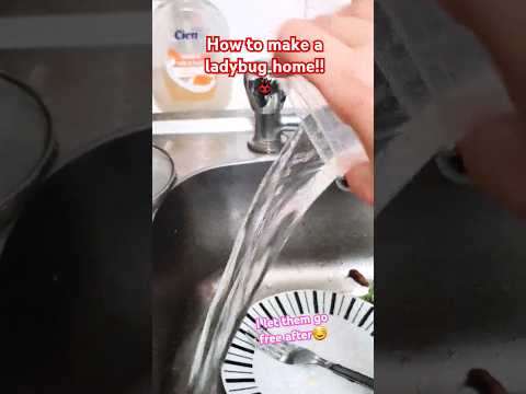how to make a ladybug home!!