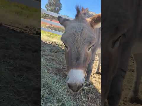 The Names Of The Donkeys #shorts
