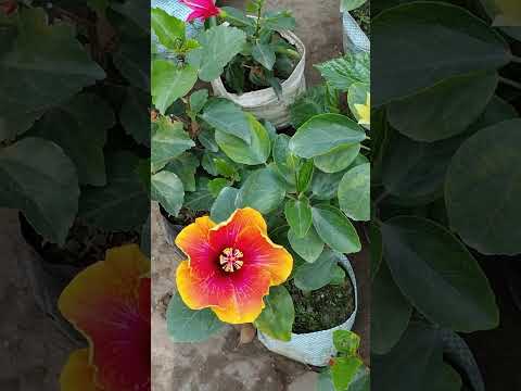 A tiny universe of beauty in every petal đ¸â¨in bengali meaning