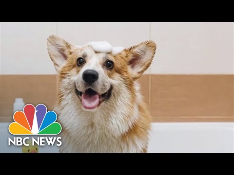 Dog Breed Personality Stereotypes Challenged By New Study