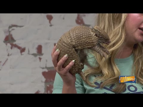 What is an Armadillo?