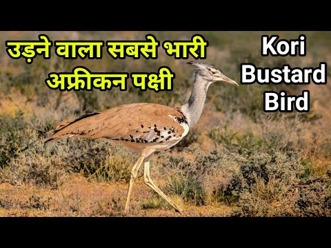 kori bustard pakshi ke bare mein Rochak jankari | Amazing Facts About kori bustard Bird
