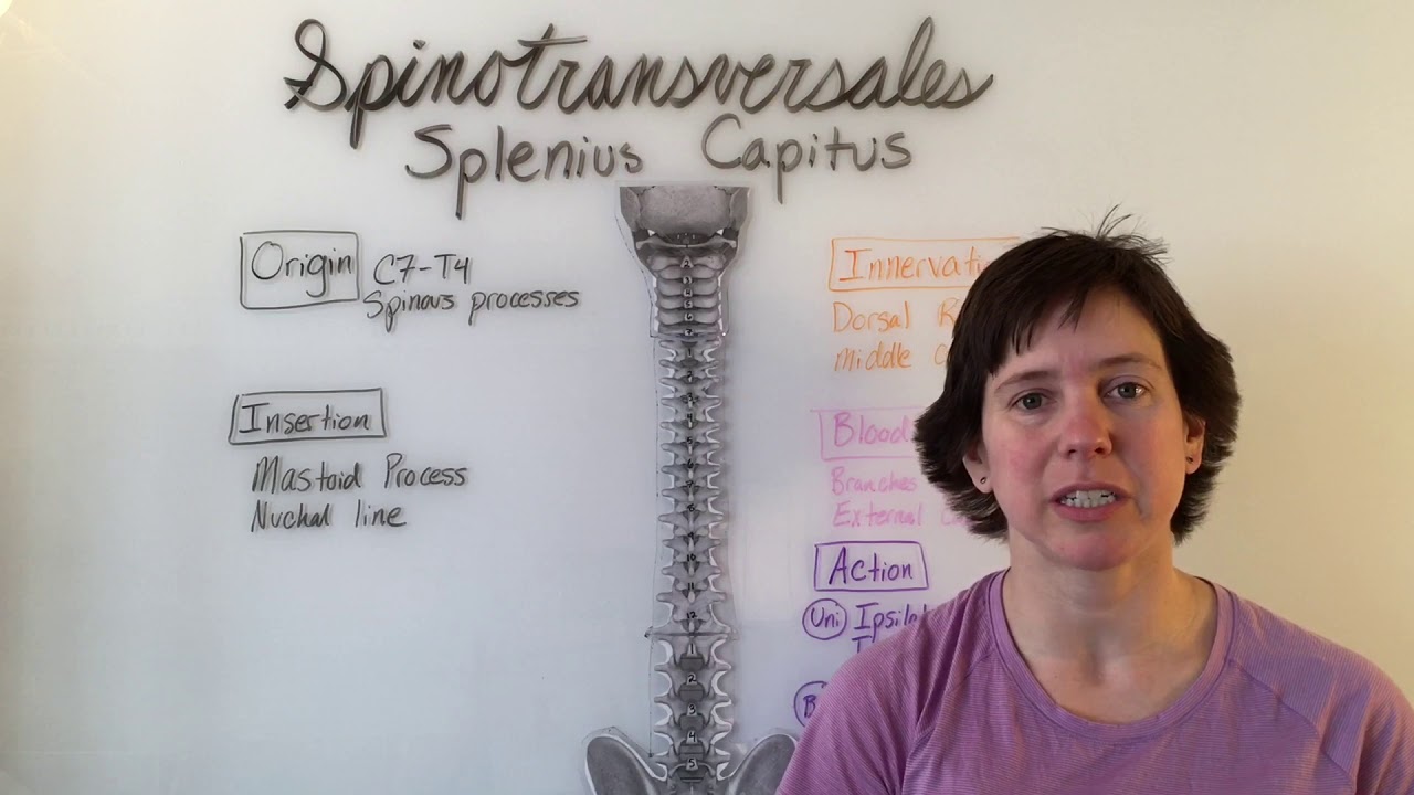 Spinotransversales Muscles Anatomy