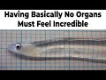 Fish Meme Watch HD Mp4 Video Download Free
