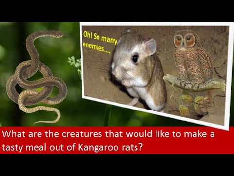 Quick facts about Kangaroo Rat in 2 mins | Kangaroo Rat