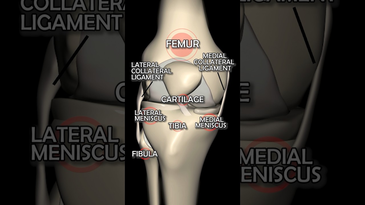 A Visual Breakdown of Knee Joint Anatomy: From Bones to Ligaments