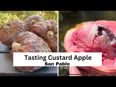 Unboxing and Tasting San Pablo Custard Apple from Lara Farms