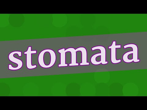 STOMATA pronunciation • How to pronounce STOMATA