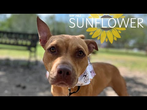 Dog for adoption - Sunflower smiles itty bitty pittie, a Pit Bull ...