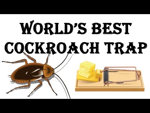 Cockroach Trap at Best Price in India