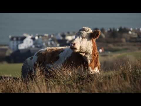 The Botanist Islay Dry Gin