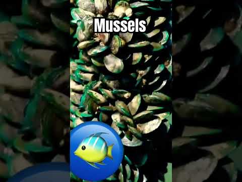 What are Mussels? #mussels #mussel What is a Mussel? #nature #wildlife #seacreatures