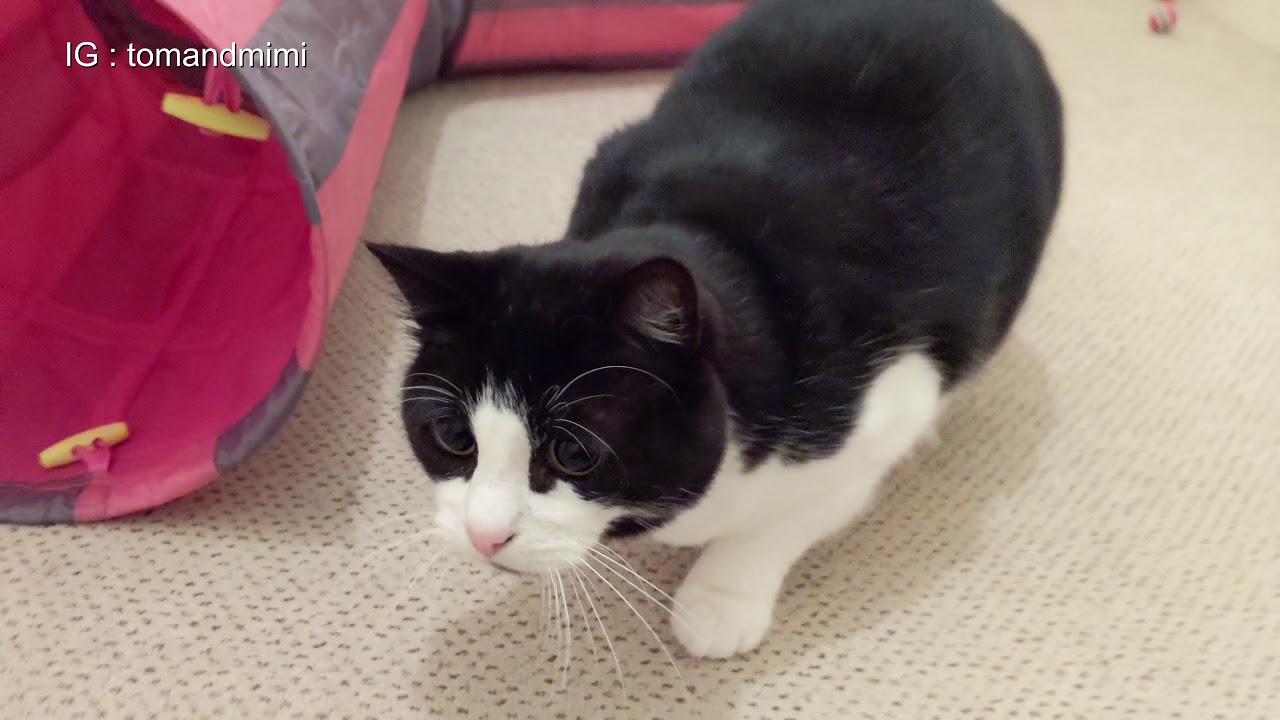 Cat Butt Wiggle Compilation | 4K