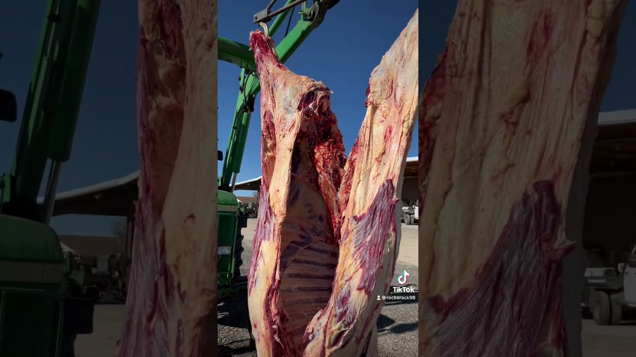 Splitting beef with big blade!