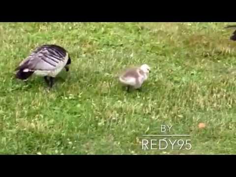 Steam Community :: Video :: Little Canada goose baby pooping while ...