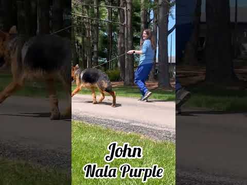 John vom Mittelwest Movement - Nala's 7 Months Purple Collar Male