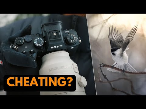 Sony A9 III: Bird photography check (ILCE-9M3)