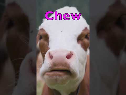 Cows So Cute..Read Words!🐂