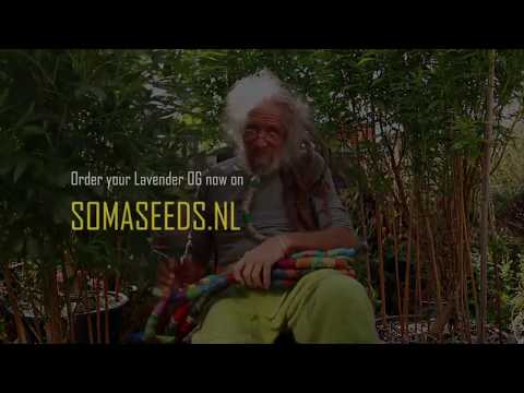 Soma talking about his Lavender OG (w/Japanese Subtitles)