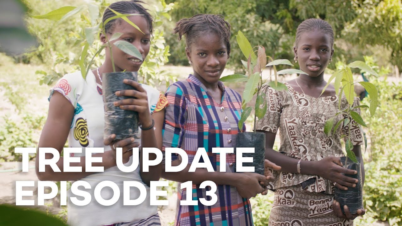 Tree Update Episode 13