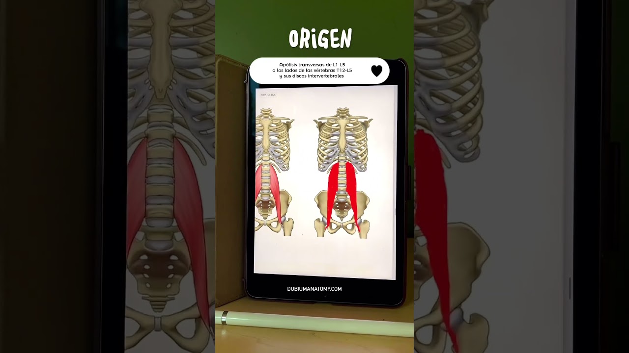 Con el Manual del Sistema Musculoesquelético podrás estudiar todos los músculos del cuerpo humano 📖