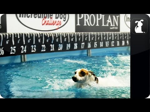 My Incredible Dog - Cochiti