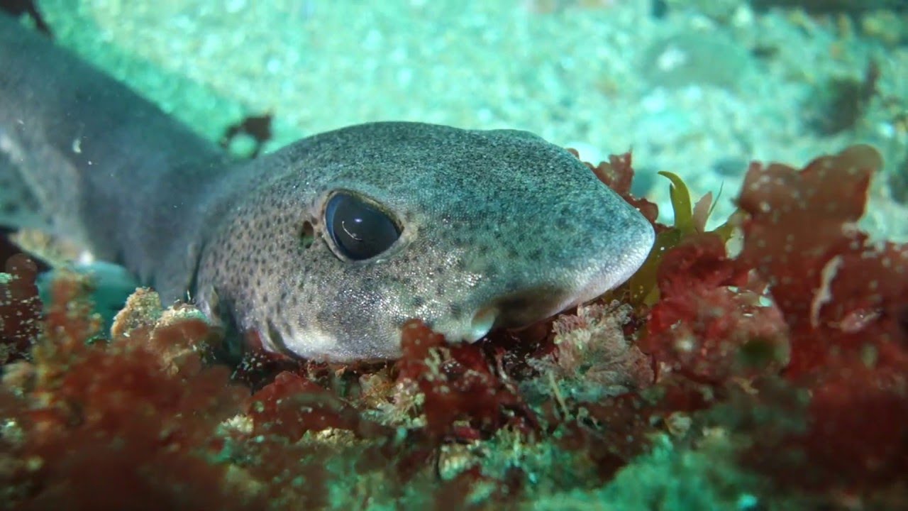 Close Up of a Catshark || ViralHog