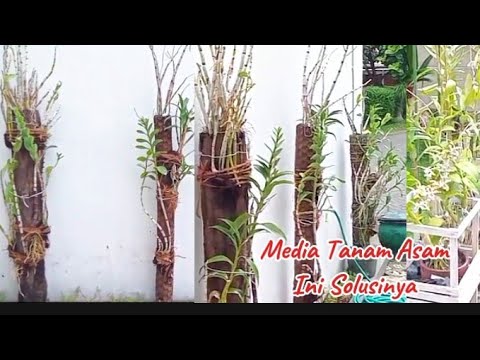 Acidic Planting Media and Stagnant Orchid Growth, Here's the Solution