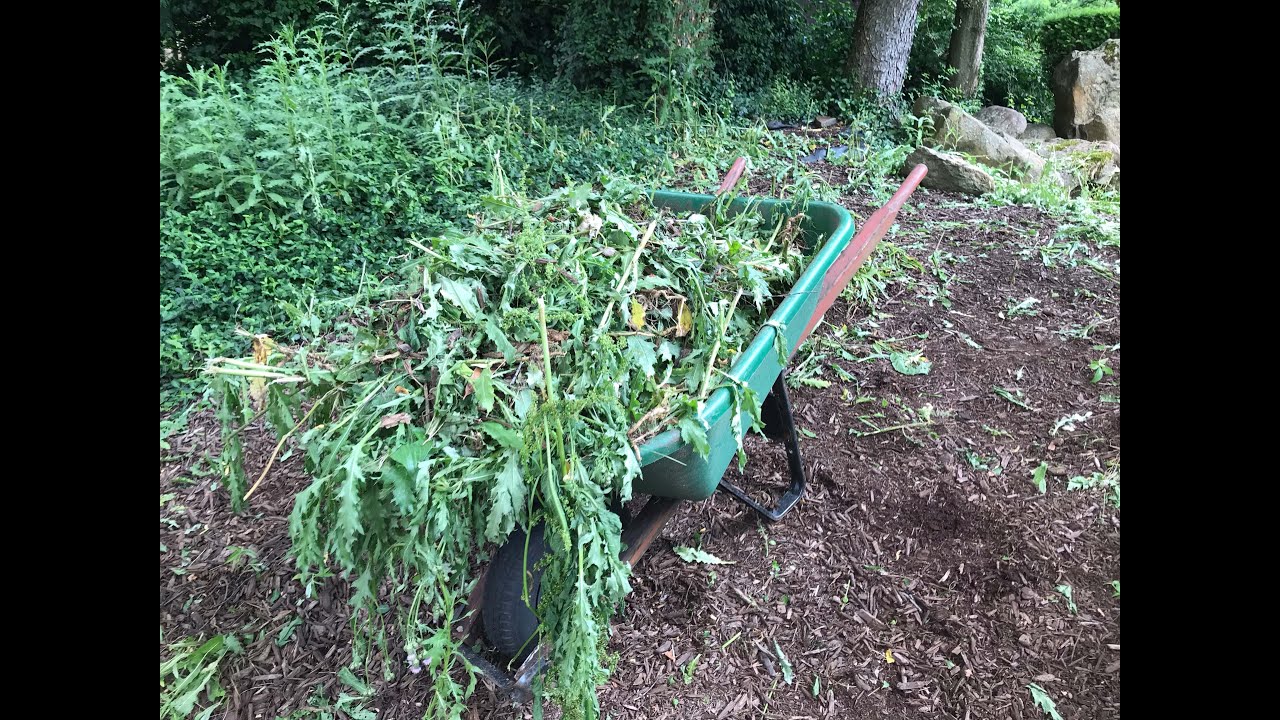 How I Deal With Thorny Weeds